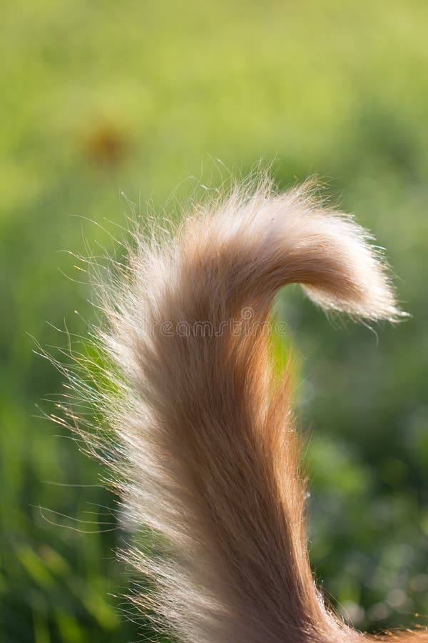 Tail of a red cat stock photo. Image of fluffy, purebred - 103859038