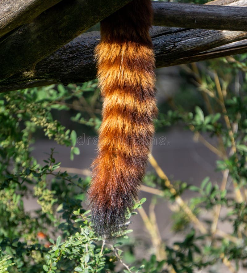 The Tail of a Red Panda Hanging Down Stock Image - Image of lying ...