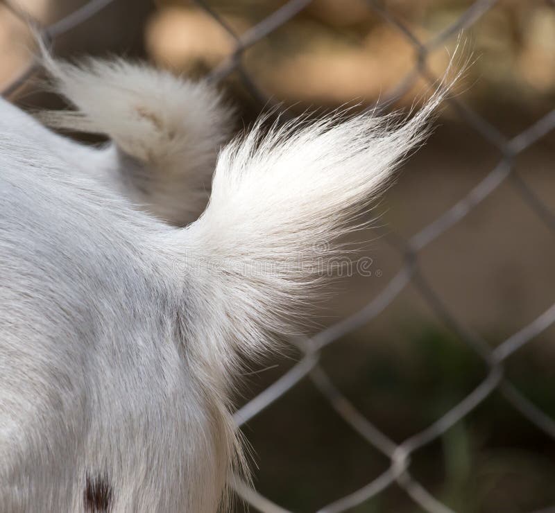 Tail sheep stock photo. Image of fell, backside, detail - 101374316