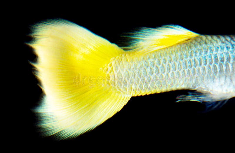 Tail of a Small Fish on a Black Background Stock Photo - Image of ...