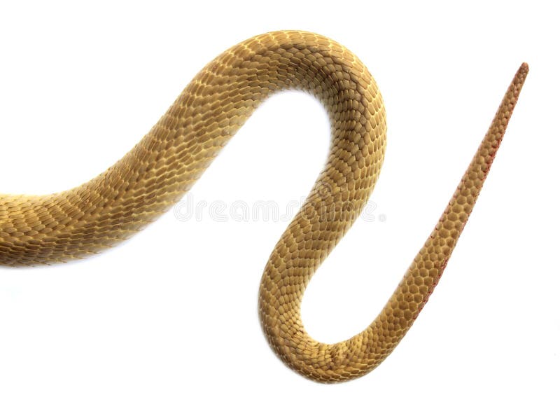 The Tail Of A Snake On A White Background Stock Image - Image of cobra ...