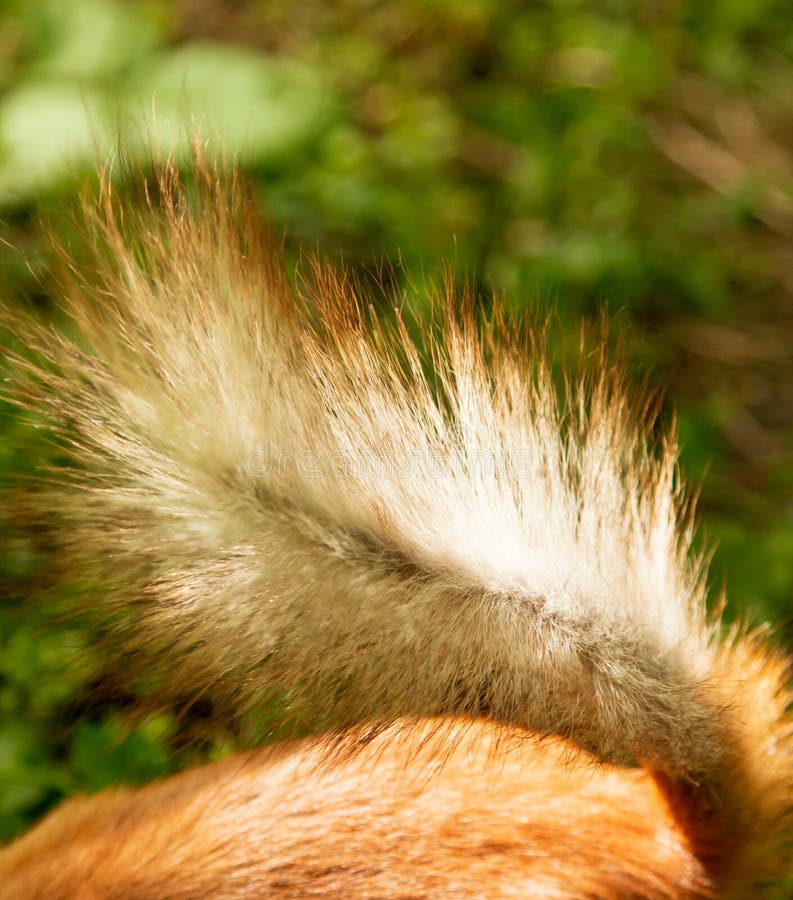 Tail of a Squirrel As a Background Stock Image - Image of green, tail ...
