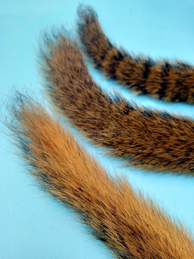 Tail Squirrel in Diversity. Genetic Diversity of Animal Stock Photo ...