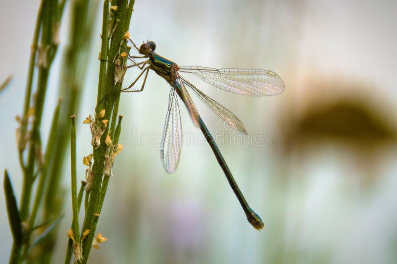 Dragonfly stock image. Image of wings, insects, nature - 50931555