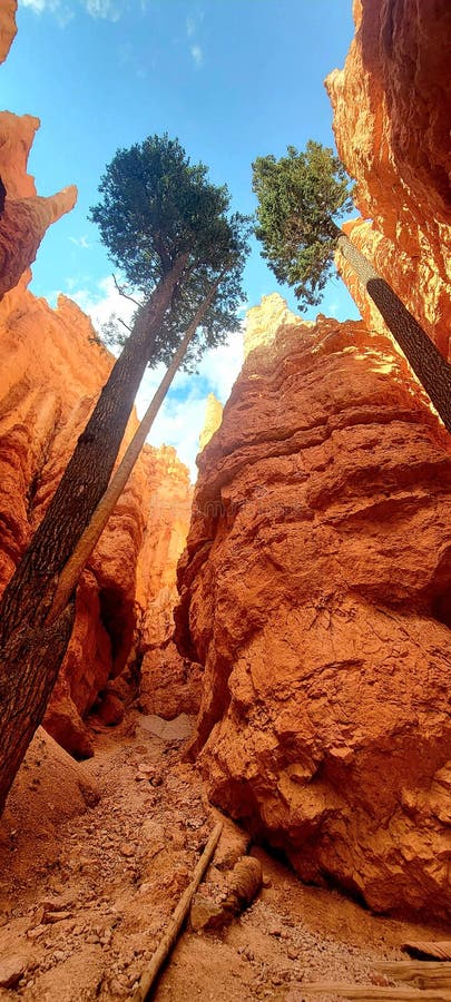 Tail trees rock Trails stock photo. Image of trees, matthewspillane ...