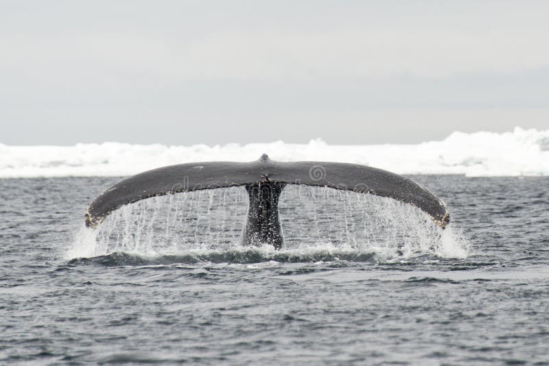 Tail View of Humpback Whale Stock Image - Image of tranquility, tourism ...