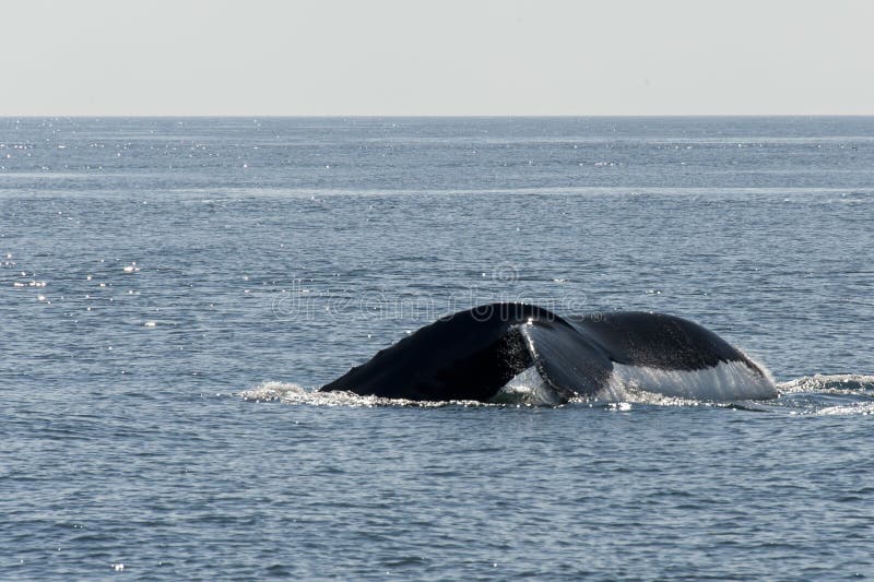 Tail View of Humpback Whale Stock Photo - Image of head, close: 42566850