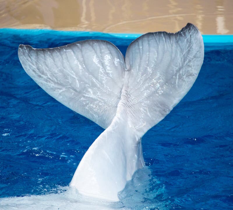 The Tail of a White Dolphin Swims in the Pool. Stock Photo - Image of ...