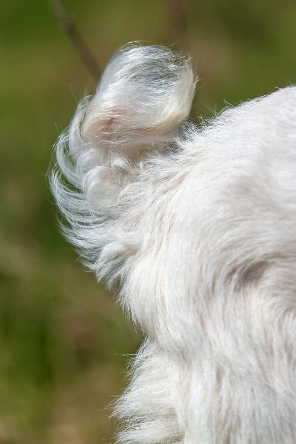 Goat& X27;s Tail Feather Black Color Stock Photo - Image of black ...