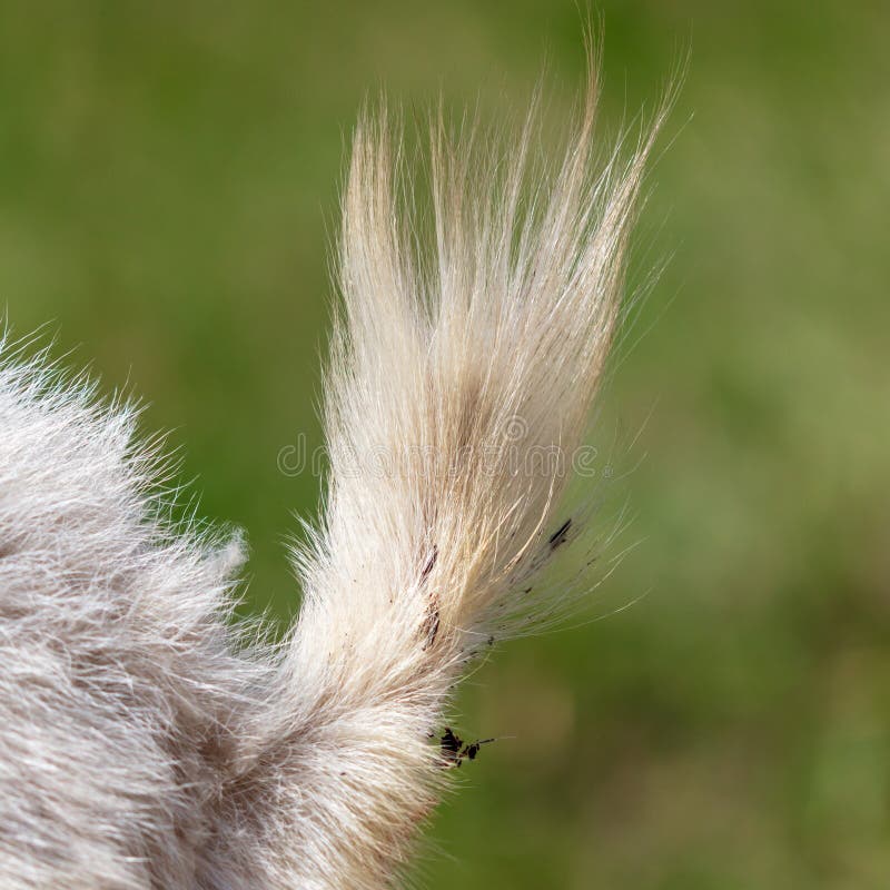 Tail of a White Goat in Nature Stock Image - Image of cutout, cute ...