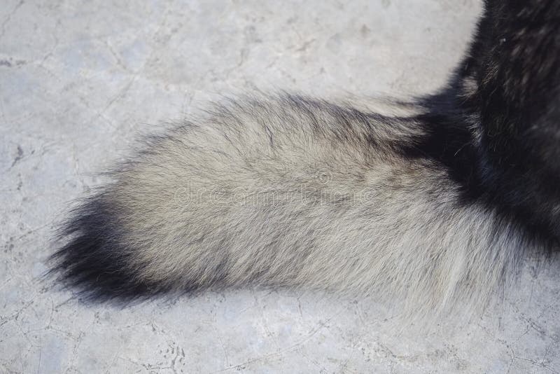 Wolf s tail - stock photo. Image of predators, tail, beautiful - 15520558