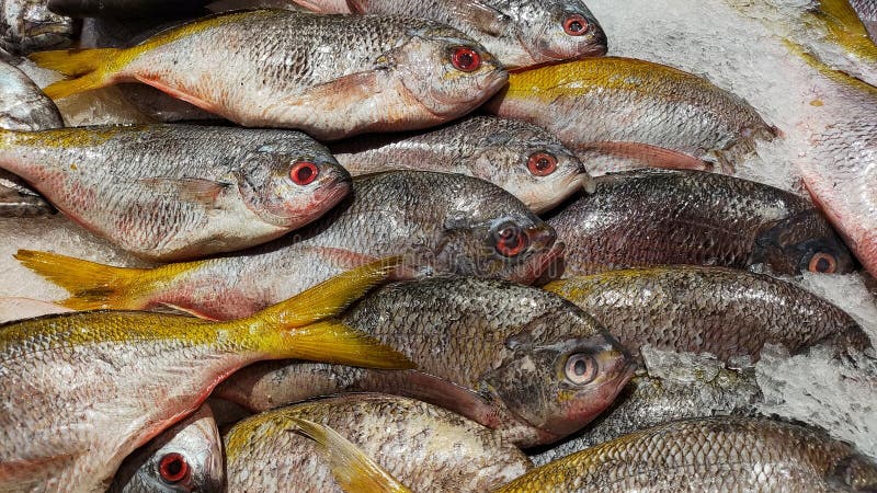 The TAIL YELLOW FISH or EKOR KUNING Stock Photo - Image of nourishment ...