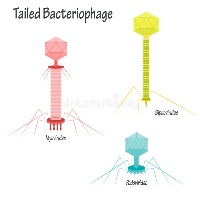 Tailed Bacteriophage Diagram Stock Vector - Illustration of phage ...