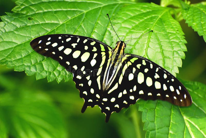 Tailed Jay Butterfly stock photo. Image of graphium, spots - 25416724