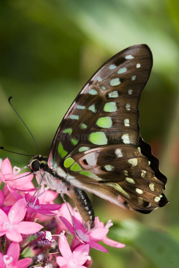 Tailed Jay Butterfly stock photo. Image of blue, piano - 6360830