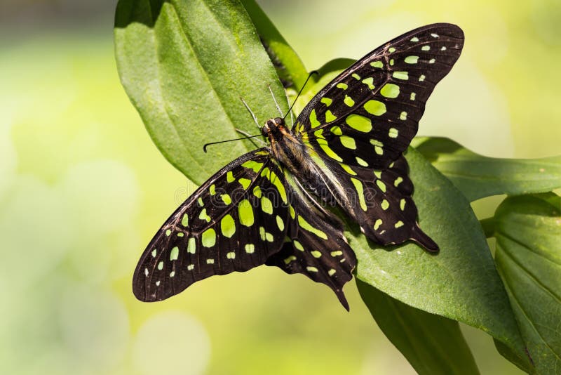 Tailed Jay butterfly stock image. Image of animal, wing - 65234735