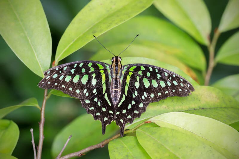 Tailed Jay Butterfly stock photo. Image of fragile, micro - 41451452