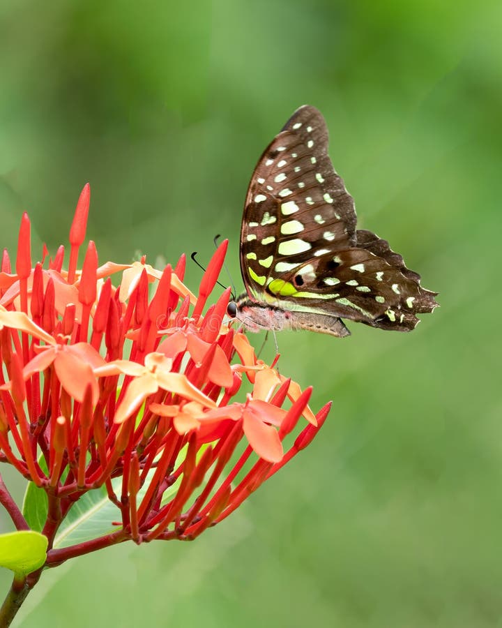 Tailed Jay Feeding on Red Flowers in the Garden Stock Photo - Image of ...