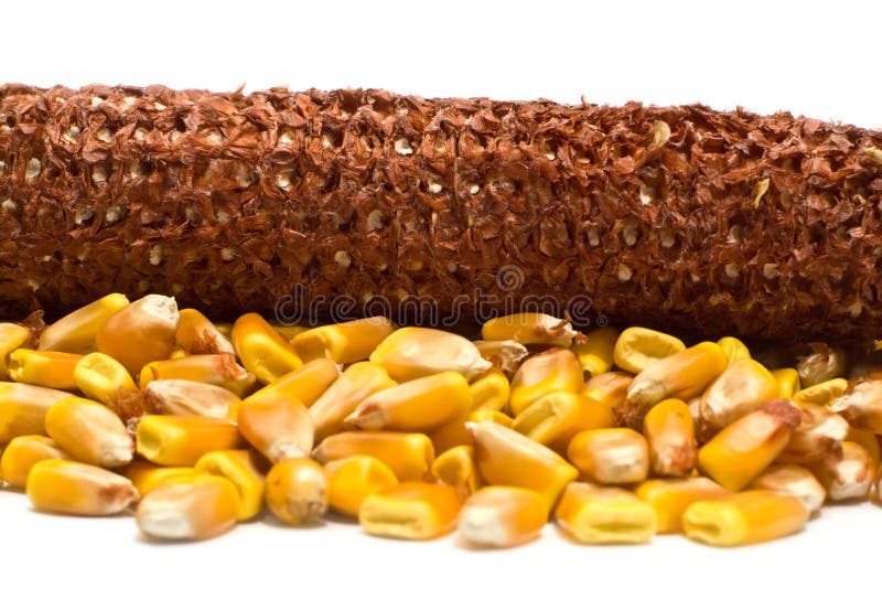 Tailings Of Corn Picture. Image: 7874326