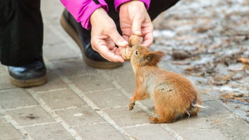 Squirrel Treats Itself with Nuts from Human Hands Stock Image - Image ...