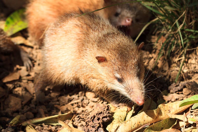 The tailless tenrec stock photo. Image of malagasy, tailless - 48039810