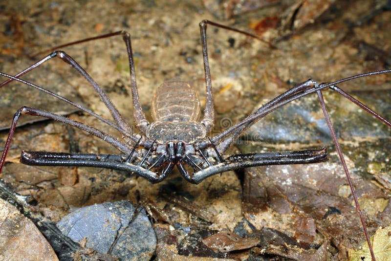 Tailless Whip Scorpion or Amblypygid Stock Image - Image of jaws ...
