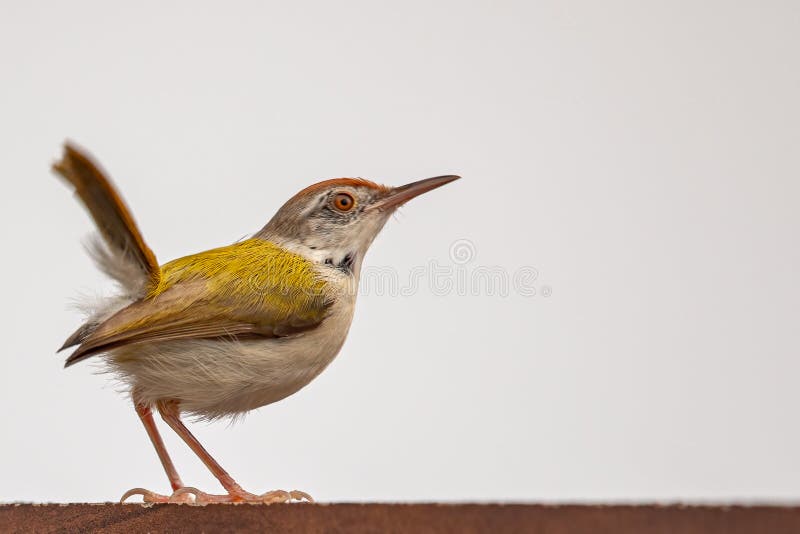 A Tailor Bird Female Looking Up Stock Photo - Image of colourful, line ...
