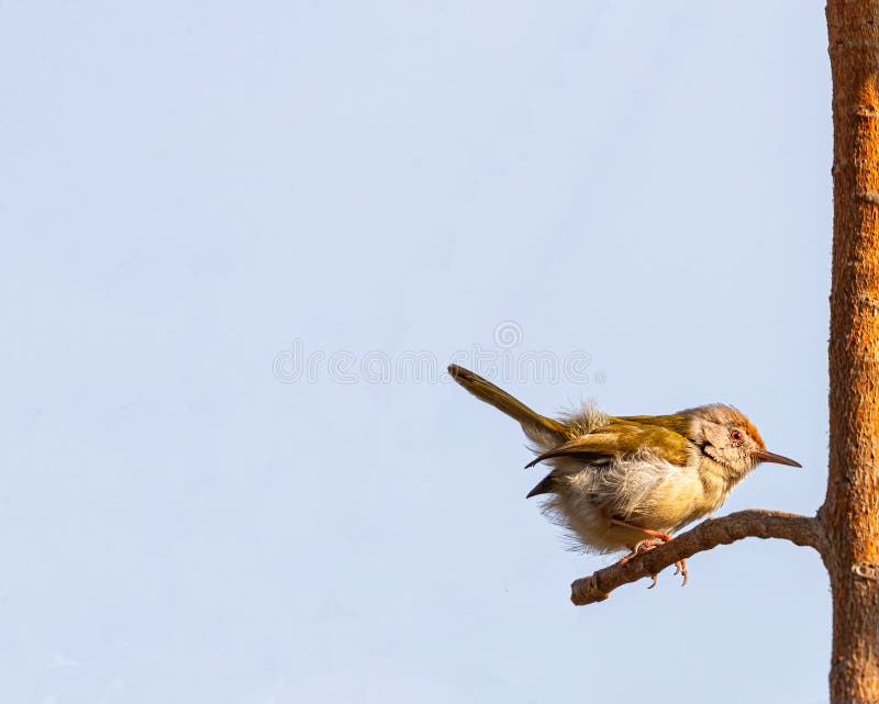 A Tailor bird stock image. Image of forest, tiny, closeup - 290740445