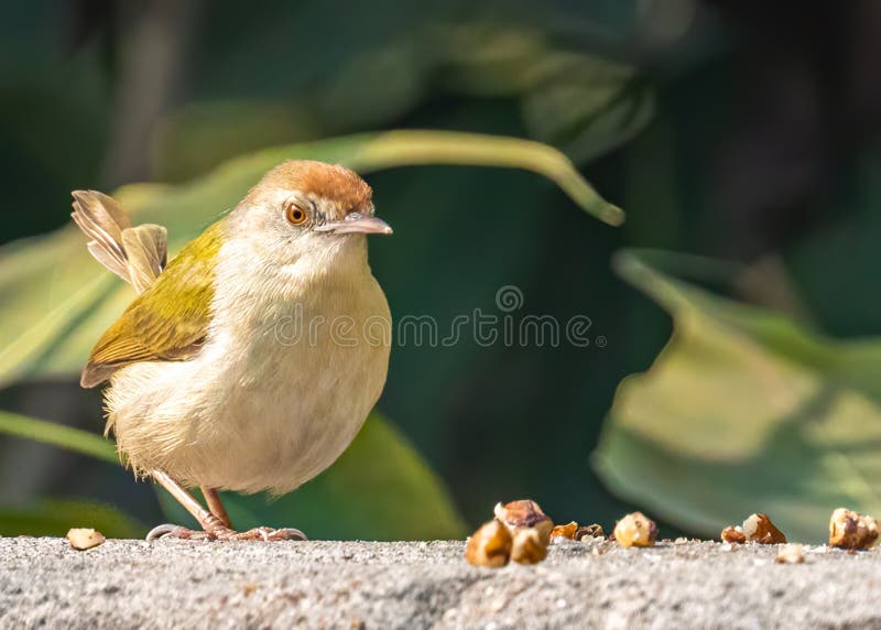 Tailor Bird Looking into Camera Stock Image - Image of yellow, forest ...