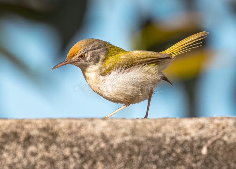 A sun bird looking back stock image. Image of beauty - 237519789