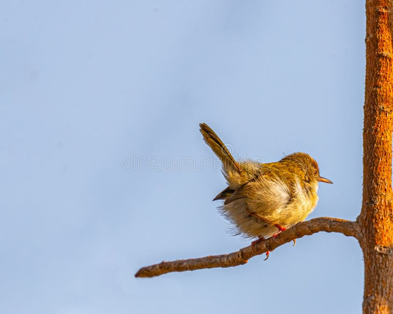 A Tailor bird stock photo. Image of stare, park, branch - 290740380