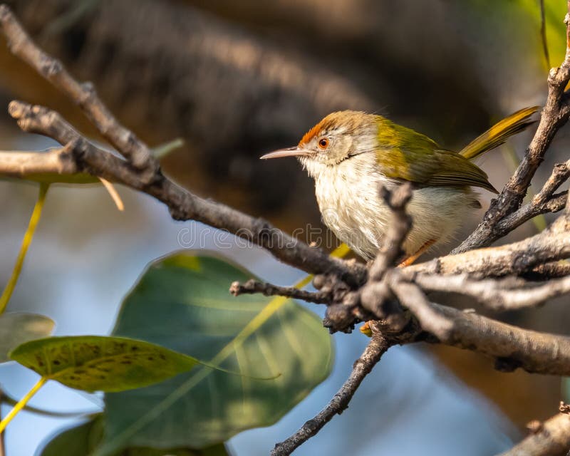 A tailor Bird resting stock photo. Image of plant, yellow - 259543910