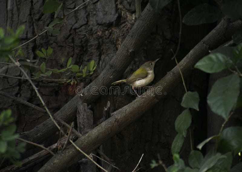 A Tailor Bird Sitting on Branch Facing Right with a Tree Wood in ...