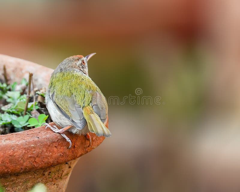 A Tailor Bird taking off stock photo. Image of breeding - 259543946