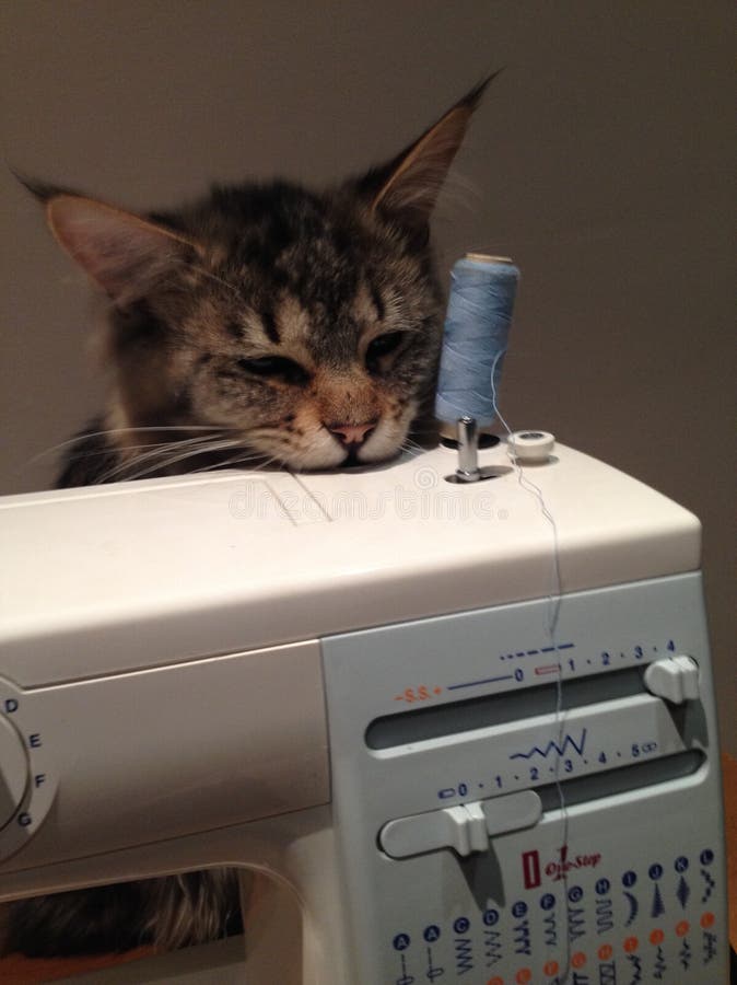 Fannycat Stock Photos - Free & Royalty-Free Stock Photos from Dreamstime