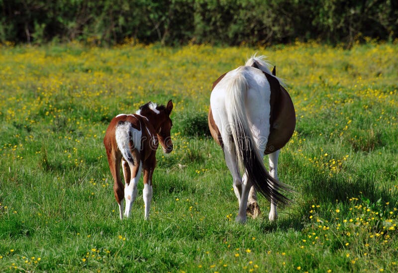 Tails of Two Horses! stock image. Image of grass, horse - 20028799