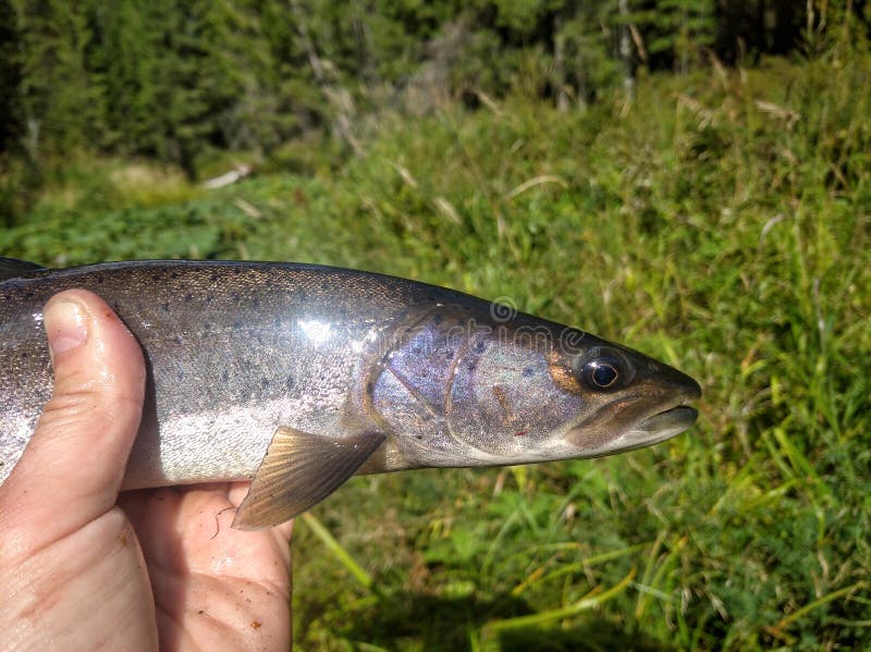 Hucho Taimen. Age Instance - 2 Years Stock Image - Image of siberian ...