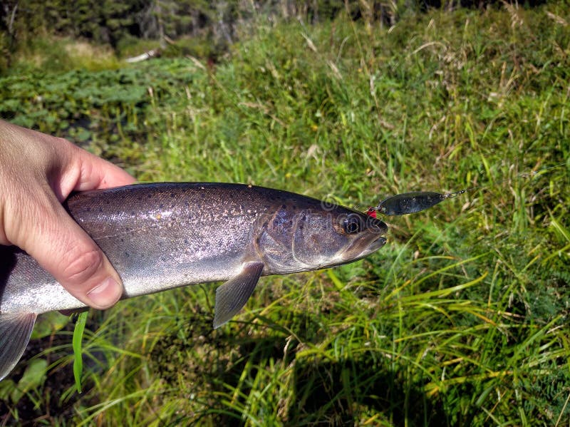 Hucho Taimen. Age Instance - 2 Years Stock Image - Image of siberian ...