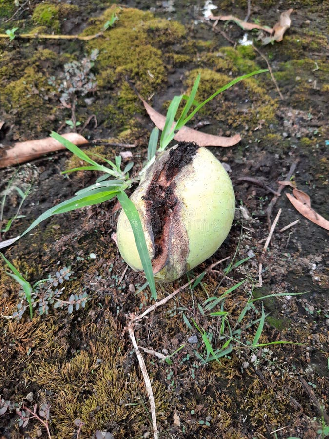 Tainted Mango Fruit. stock image. Image of grass, tainted - 226593311