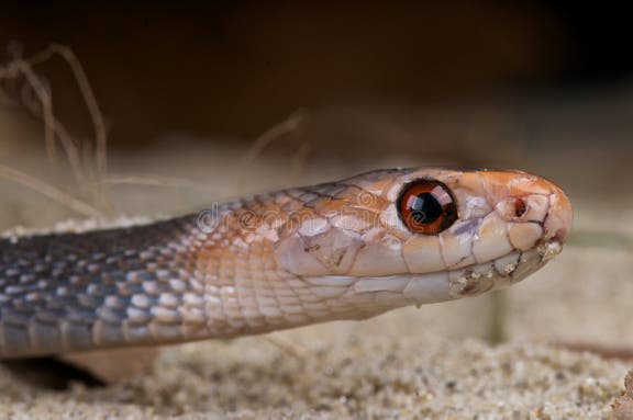 Taipan stock photo. Image of largest, venom, reptiles - 19351372