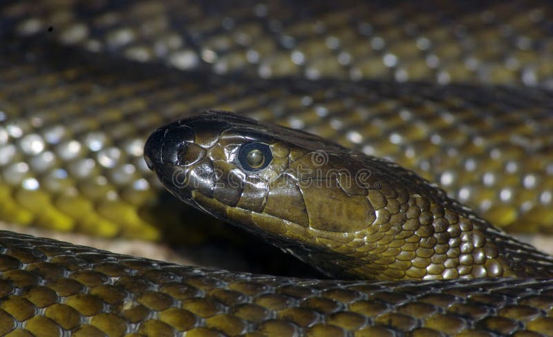 Taipan imagen de archivo. Imagen de veneno, australia - 44863587