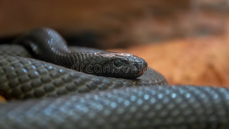 Taipan Interior - Microlepidotus Del Oxyuranus Foto de archivo - Imagen ...