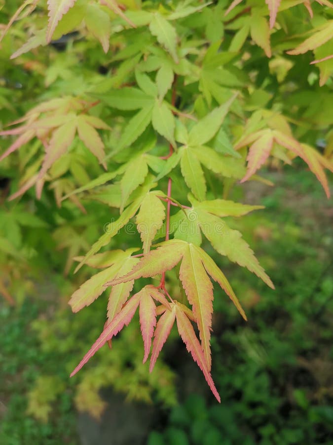 Taipei`s green maple leaf stock image. Image of natural - 149624931