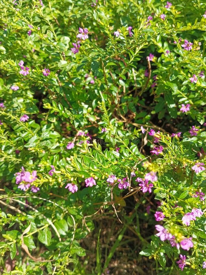 Taiwan Beauty Flower is Small but Very Beautiful Stock Image - Image of ...