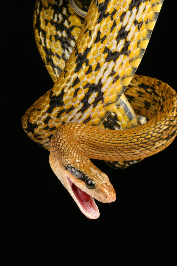 Taiwan Beauty Snake stock image. Image of constrictor - 4214483