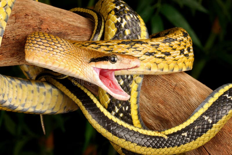Taiwan Beauty Snake. stock image. Image of snake, carnivore - 49763713