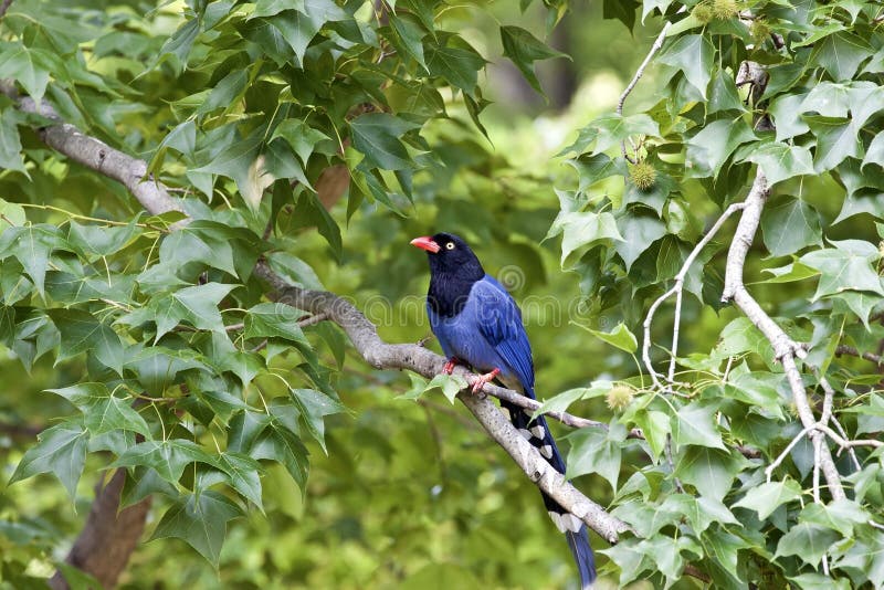 Taiwan Blue Magpie stock image. Image of beak, shower - 26045129