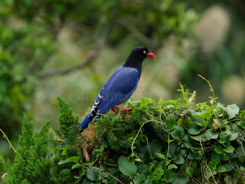 Taiwan Blue Magpie (Urocissa Caerulea) Stock Image - Image of green ...