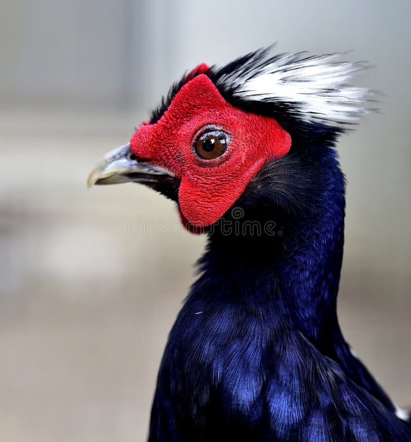 Taiwan Blue Pheasant stock image. Image of trees, looking - 40005227