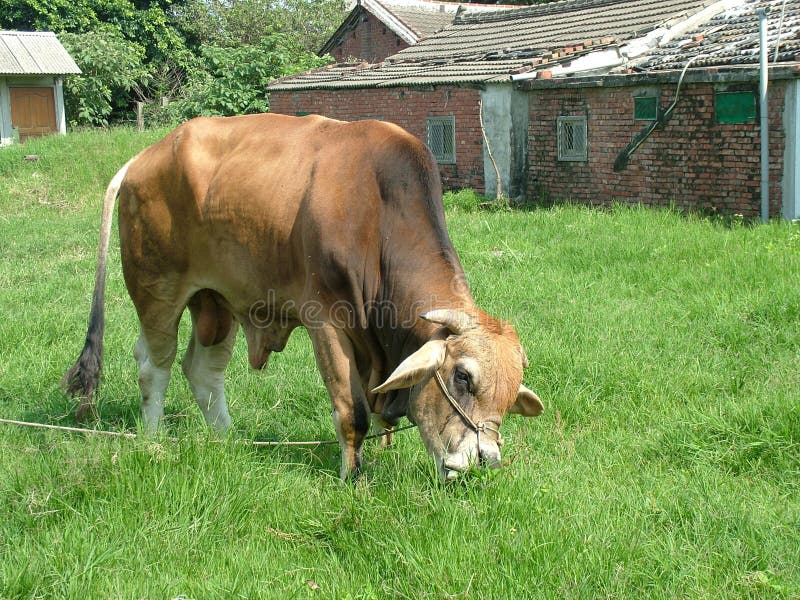 Taiwan cattle stock image. Image of house, animal, leaf - 16135025